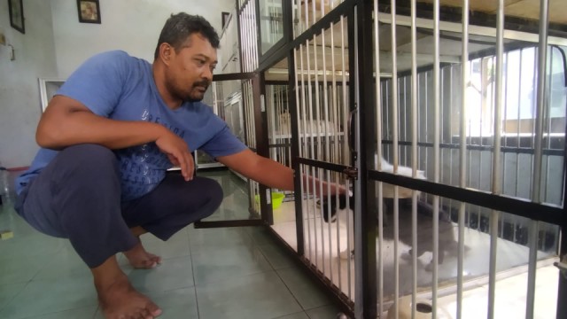 Anda Mau Kawinkan Kucing Ras? Ada Jasa Pacak Kucing di Ketami - Kediriapik